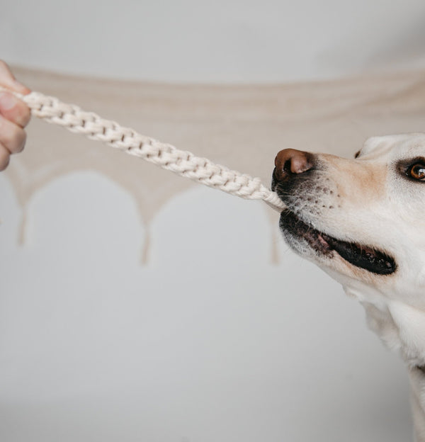 Rust Macrame Dog Toy - Moose Wears