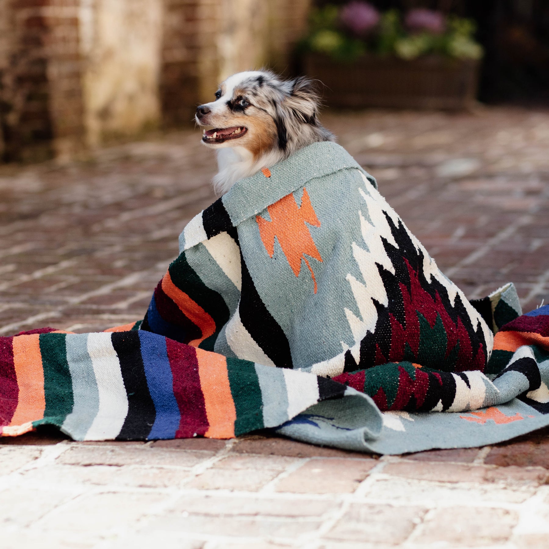 Blankets - Moose Wears